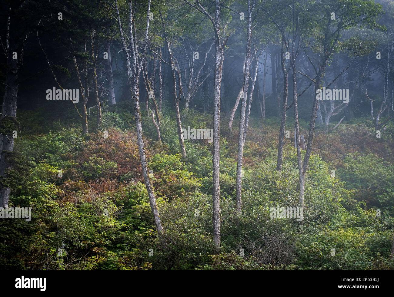 September 23, 2022: Autumn colors begin to emerge within a birch tree ...
