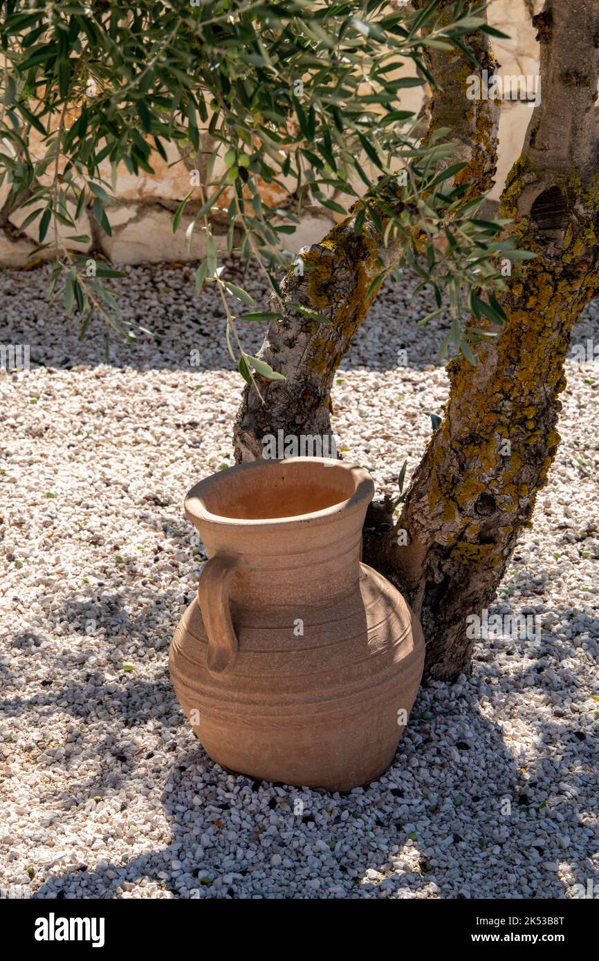 terracotta greek urn under an olive tree, typically greece, ewer or urn ...