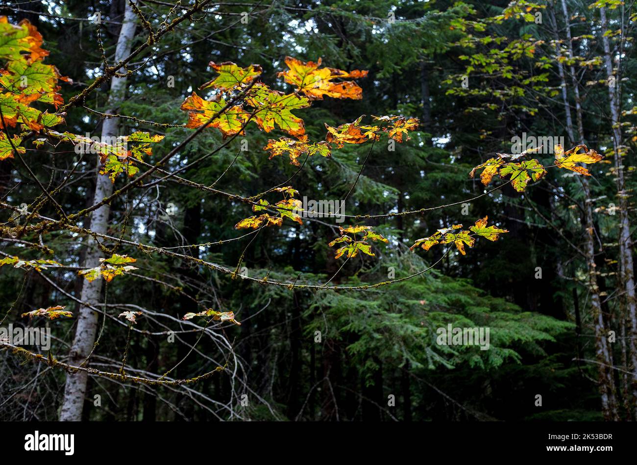 September 28, 2022: Big leaf maple leaves in full color along the lower ...