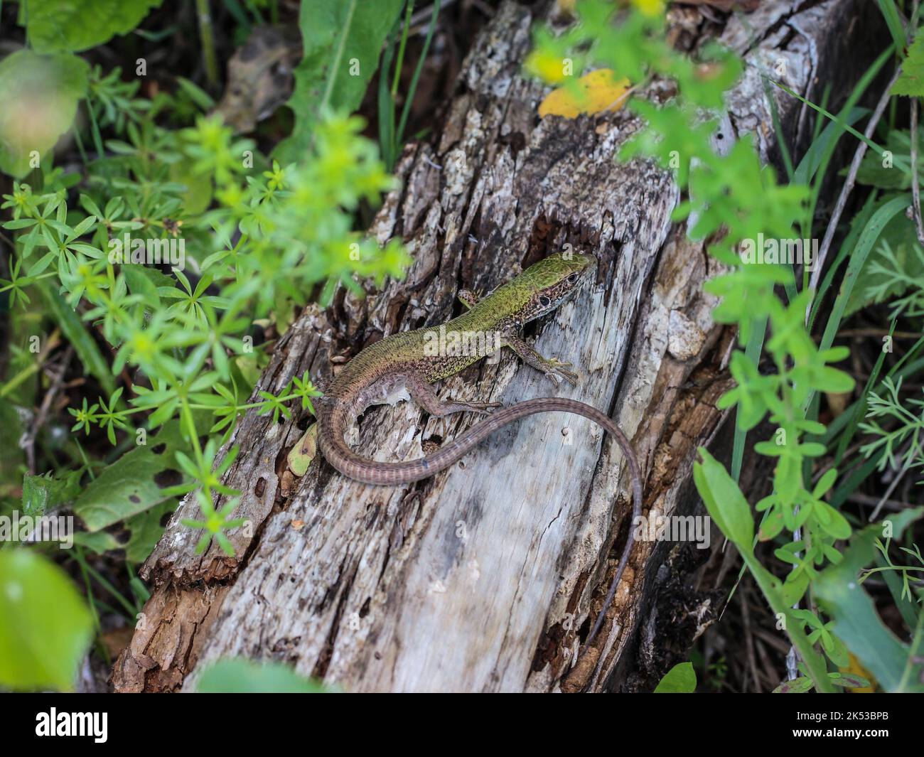Single subadult of European green lizard (latin name: Lacerta viridis ...