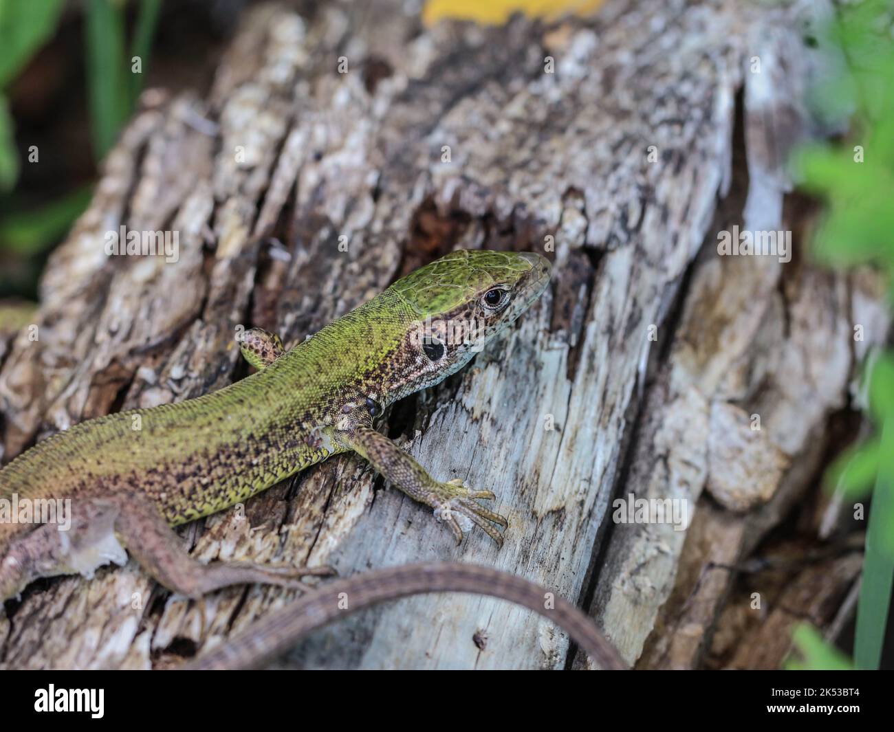 Single subadult of European green lizard (latin name: Lacerta viridis ...