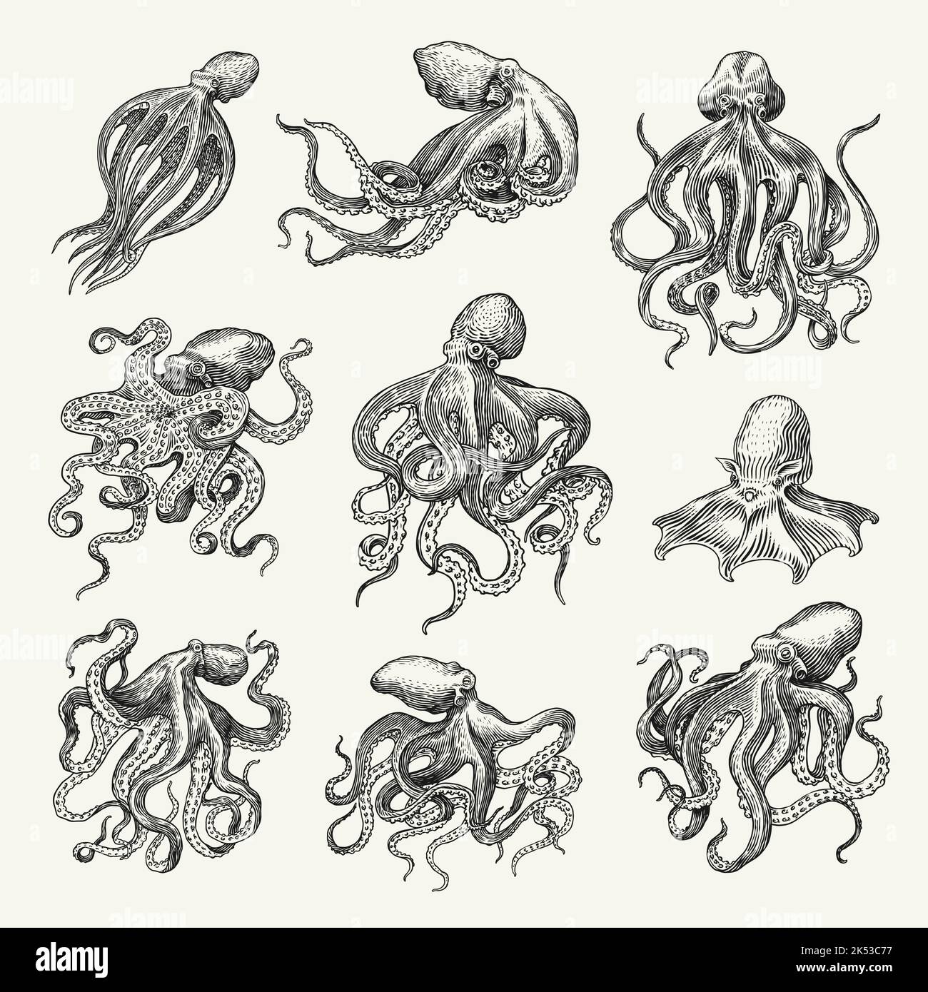 Sea octopus. Engraved hand drawn in old sketch, vintage creature ...