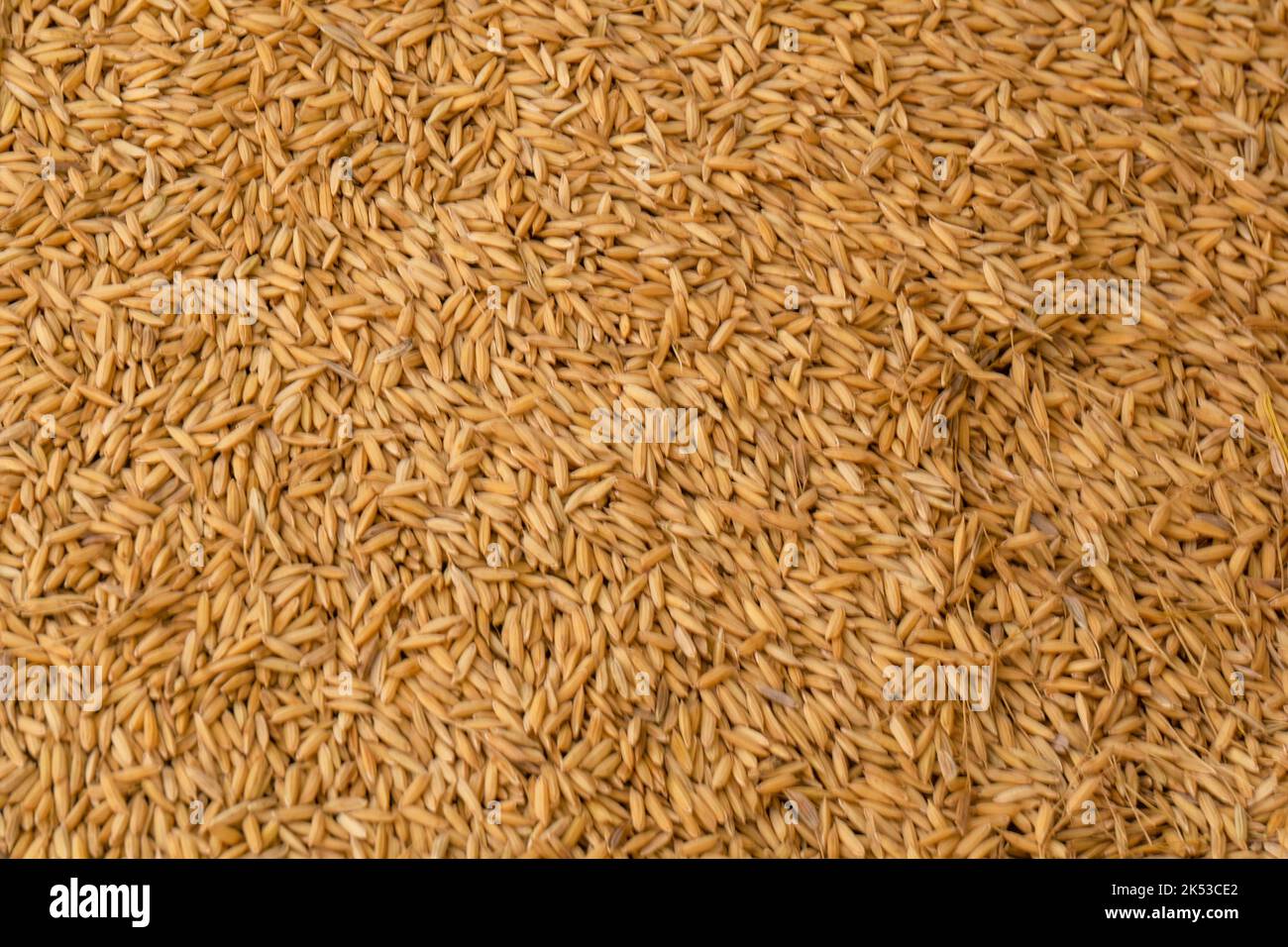 Advanced texture design of paddy. Rice is the seed of the grass species ...