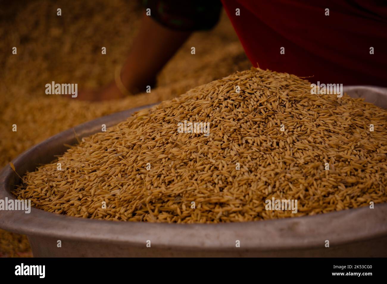 Advanced texture design of paddy. Rice is the seed of the grass species ...