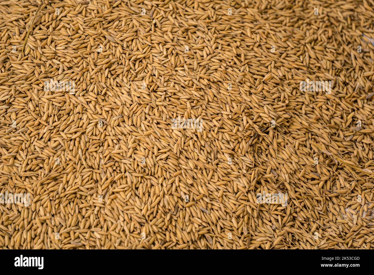 Advanced texture design of paddy. Rice is the seed of the grass species ...