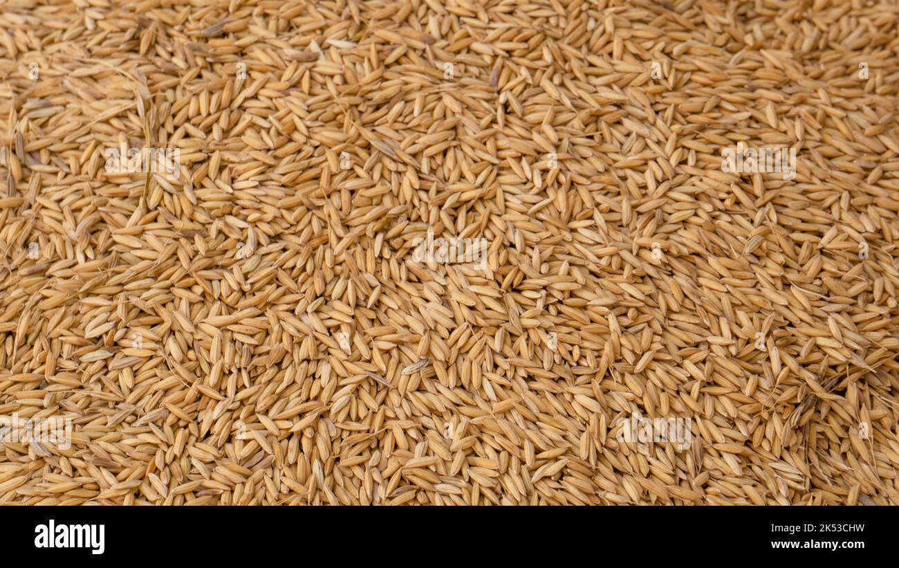 Advanced texture design of paddy. Rice is the seed of the grass species ...