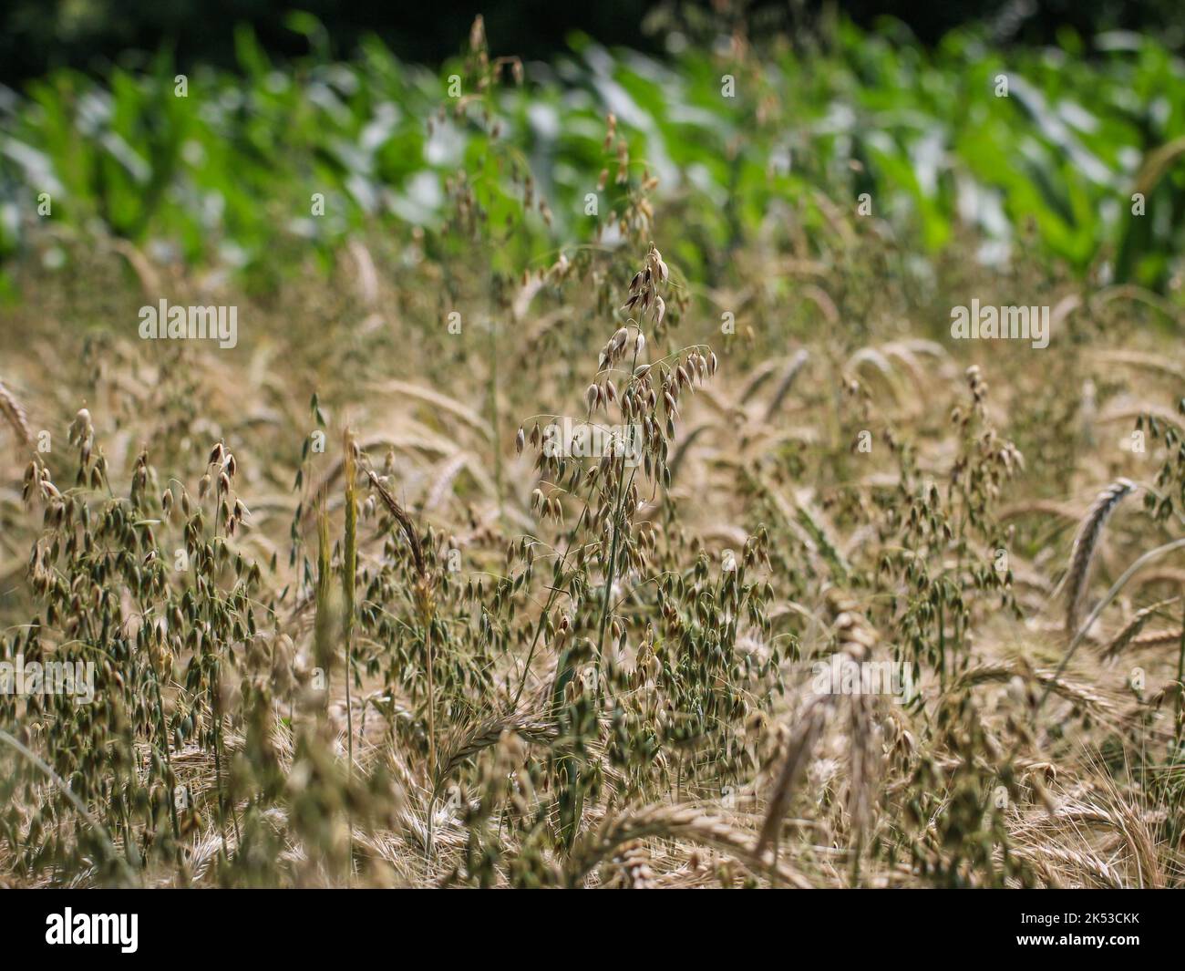 Edible annual grass hi-res stock photography and images - Alamy