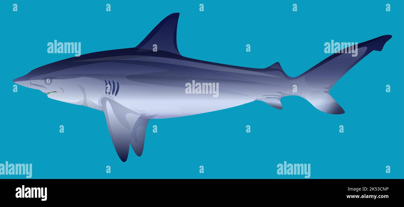 Hungry aggressive and scary shark fish on blue background vector ...