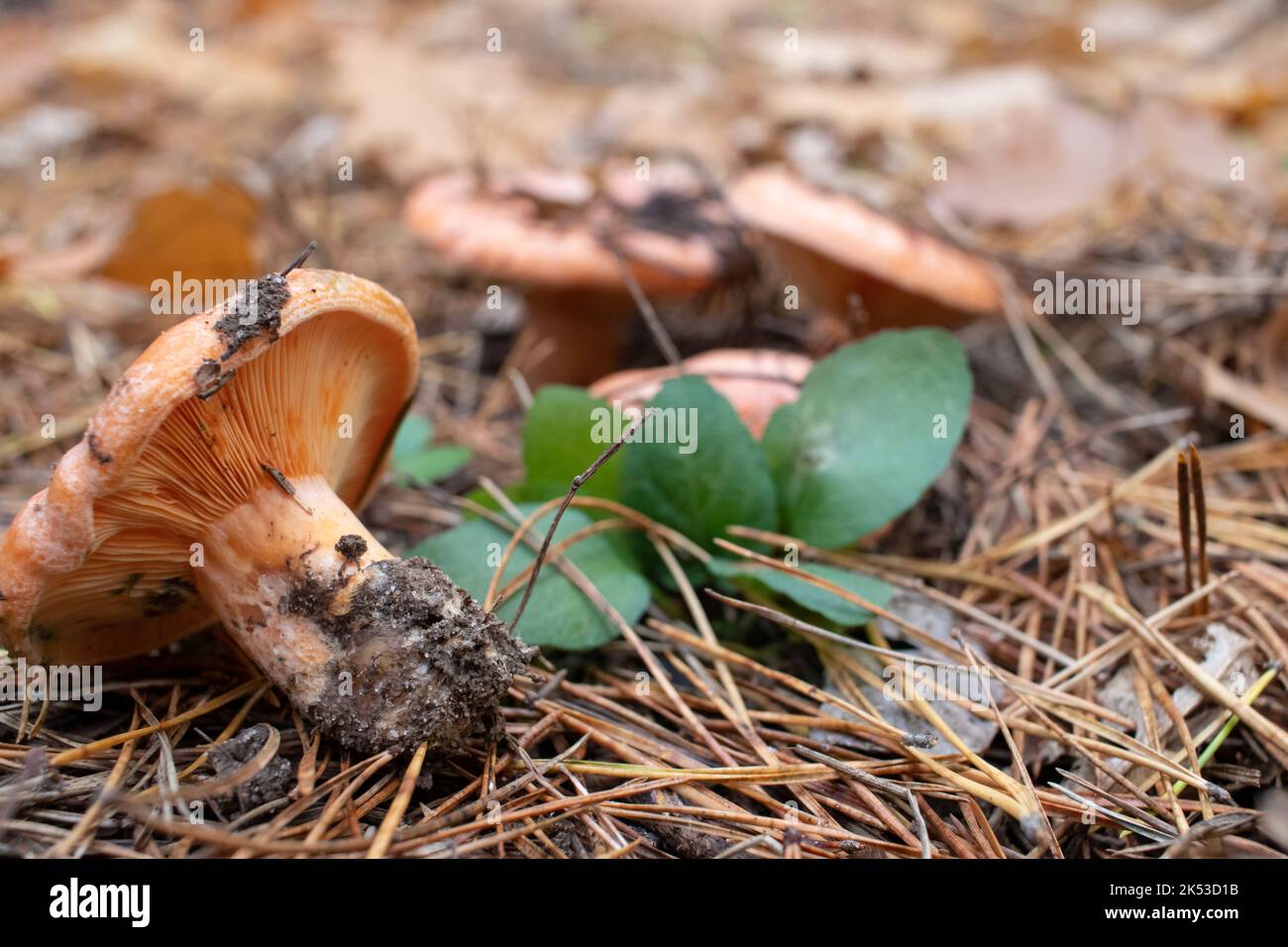 Lactarius deliciosus, Saffron Milkcap mushroom, Delicious Milkcap ...