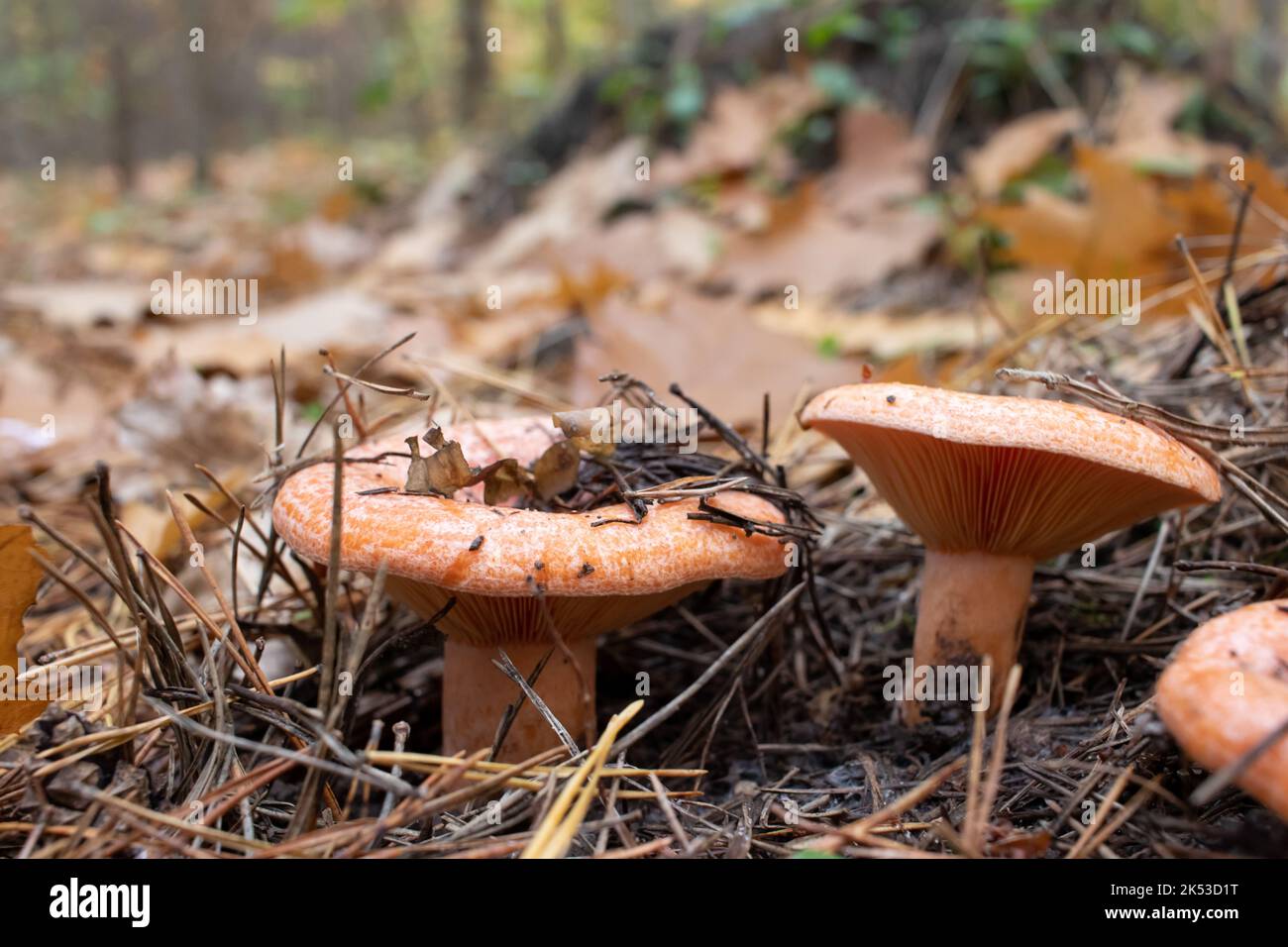 Lactarius deliciosus, Saffron Milkcap mushroom, Delicious Milkcap ...