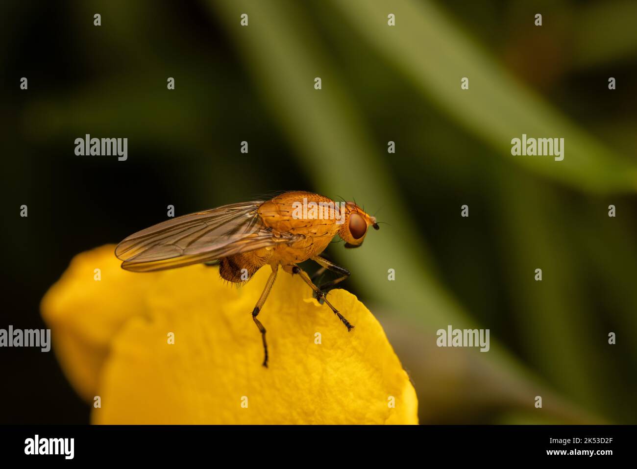 Fruit fly drosophila melanogaster hi-res stock photography and images ...