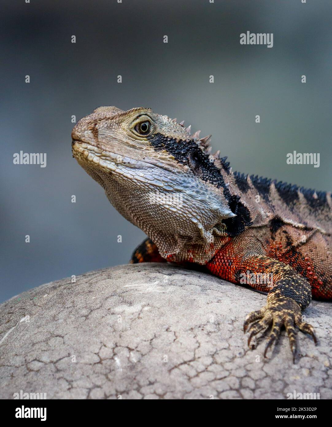 Vertical selective shot reptile hi-res stock photography and images - Alamy