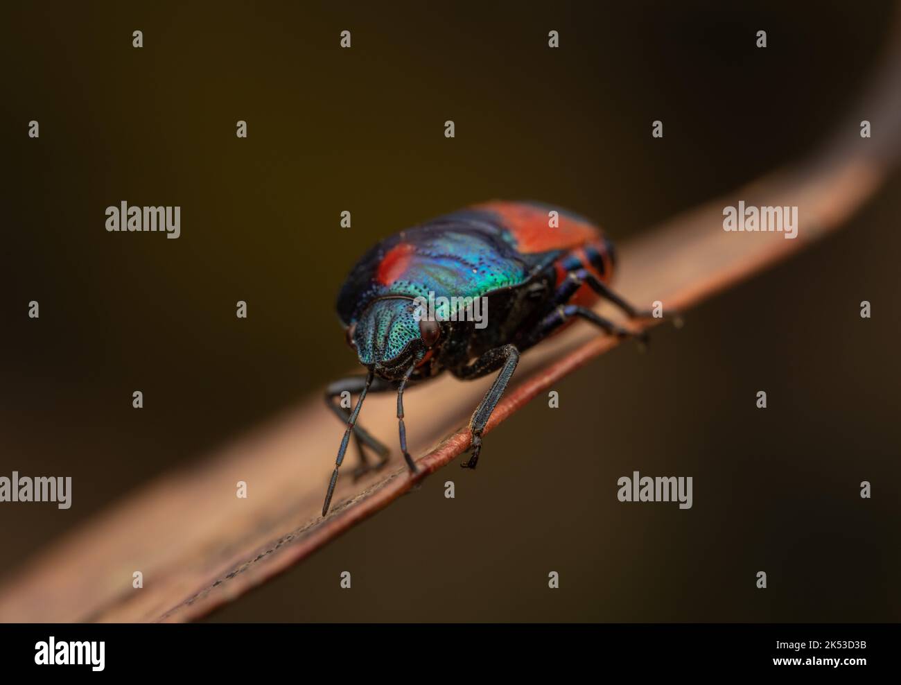 Red jewel bug hi-res stock photography and images - Alamy