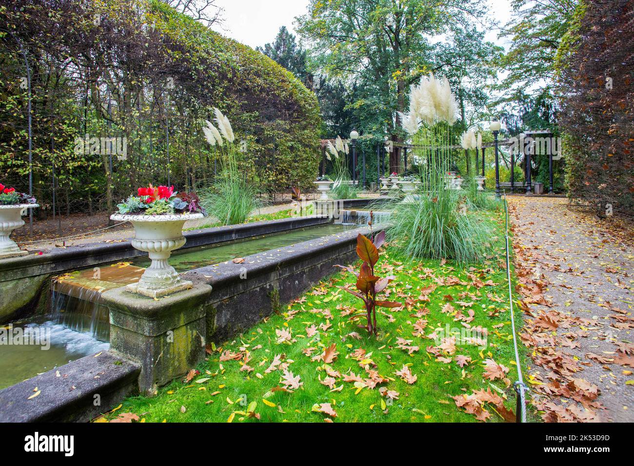 Amazing view on Pampass grass in Cologne botanical garden "Flora" in ...