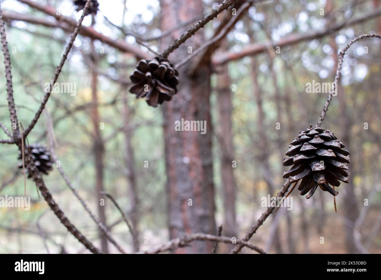 Pine cone on tree in the autumn, winter, spring, summer forest. Close ...