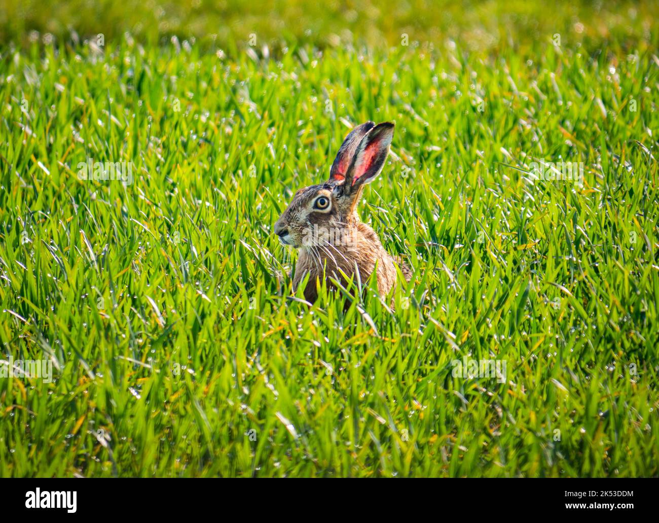 Brown hare (Lepus europaeus) poking its head above green plants in a ...