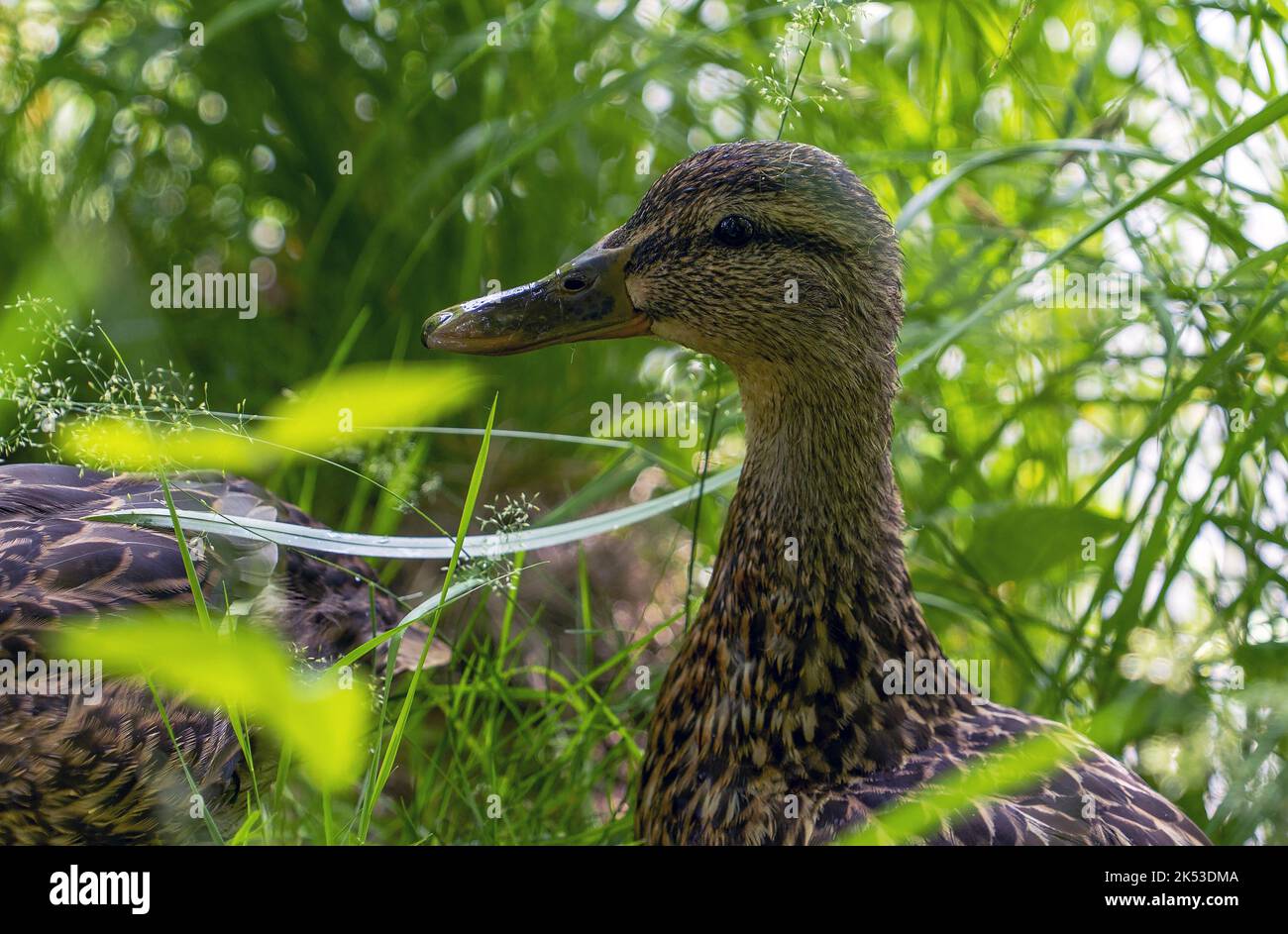 Group ducklings walking in hi-res stock photography and images - Alamy