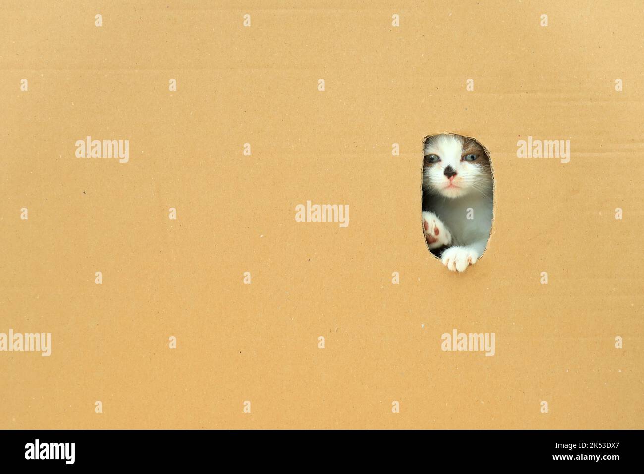 Little kitten in shelter hi-res stock photography and images - Alamy