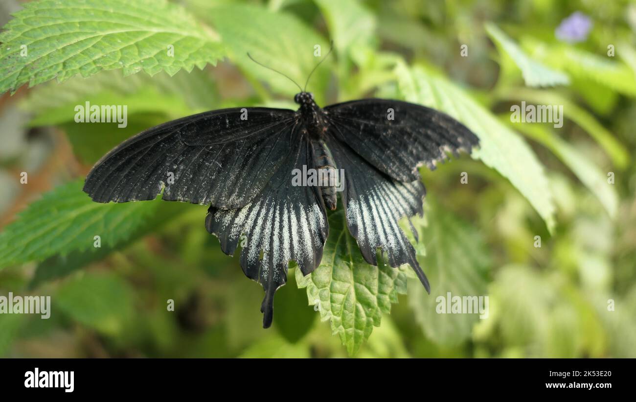 A closeup of a great Mormon butterfly with beautiful black wings on a ...