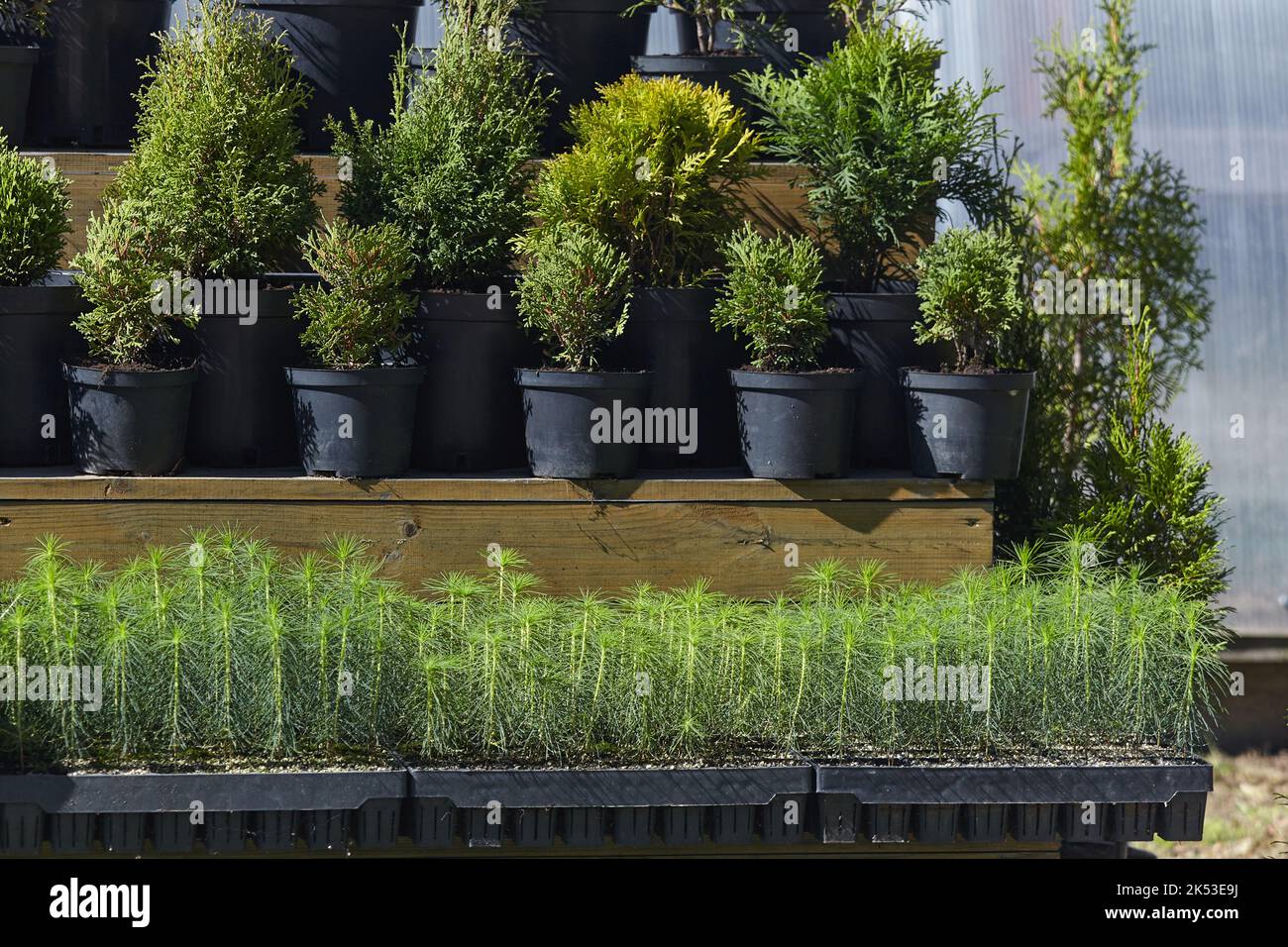 very small seedlings of coniferous trees grow in containers and are ...