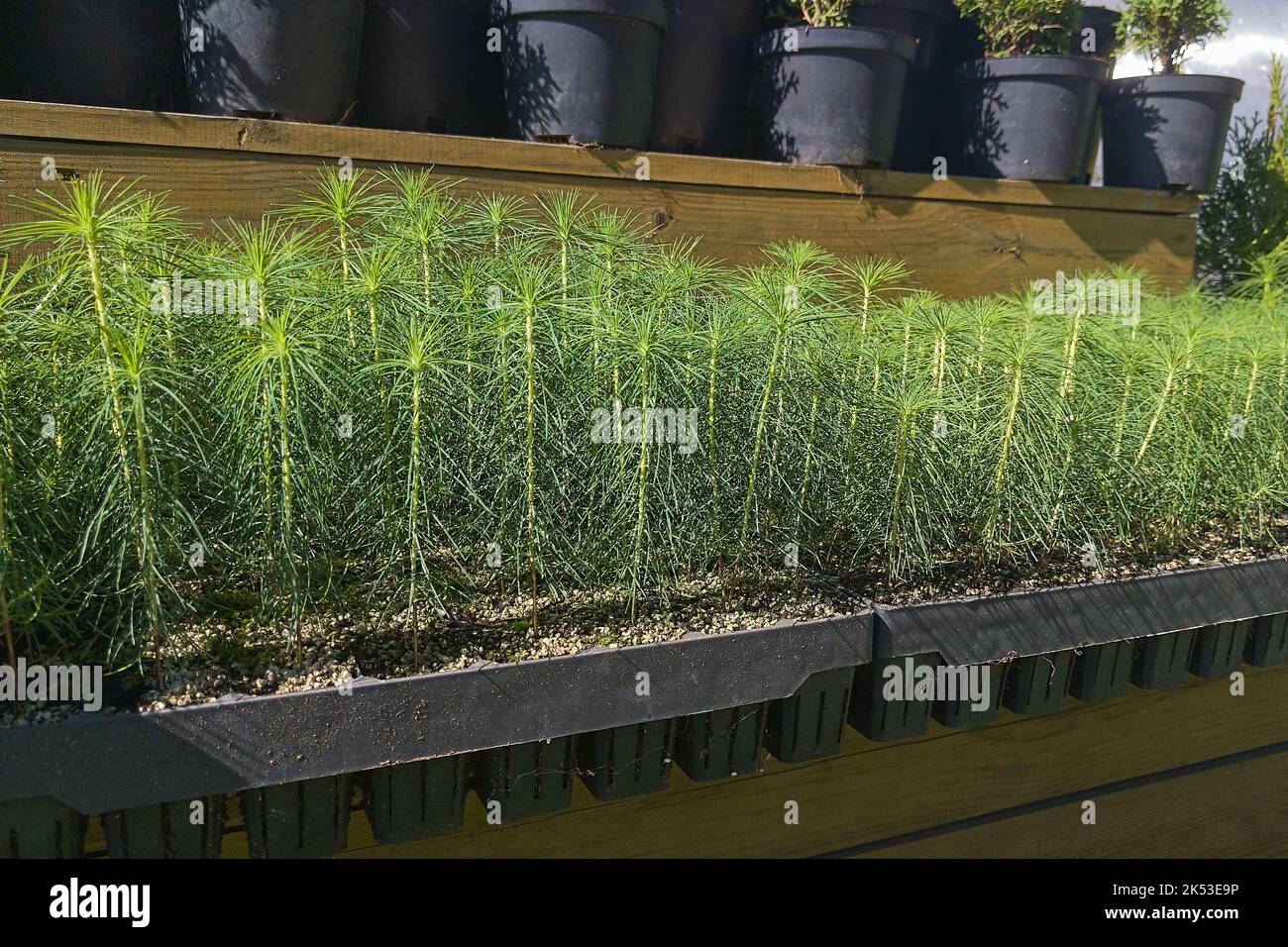 very small seedlings of coniferous trees grow in containers and are ...