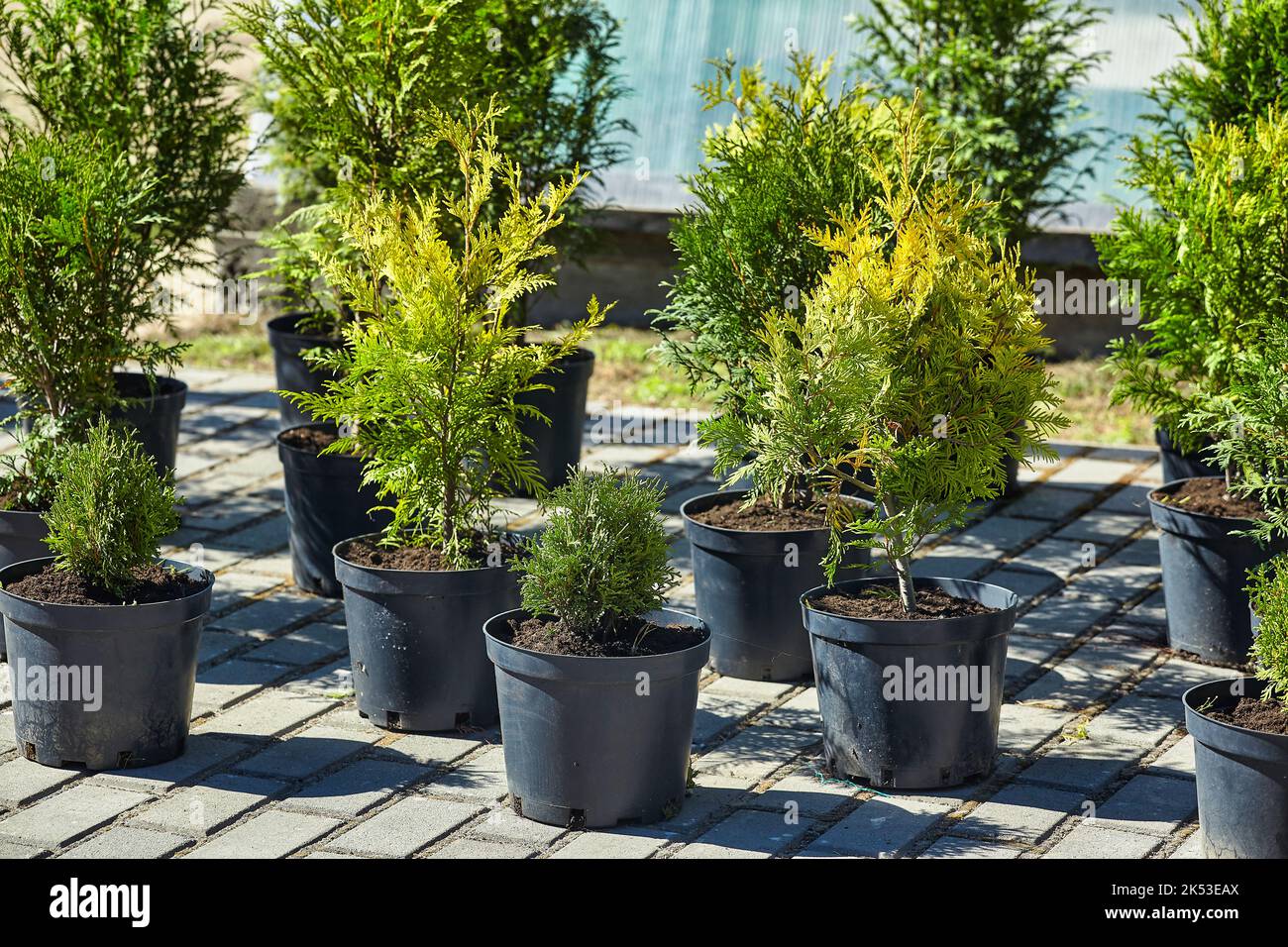 very small seedlings of coniferous trees grow in containers and are ...