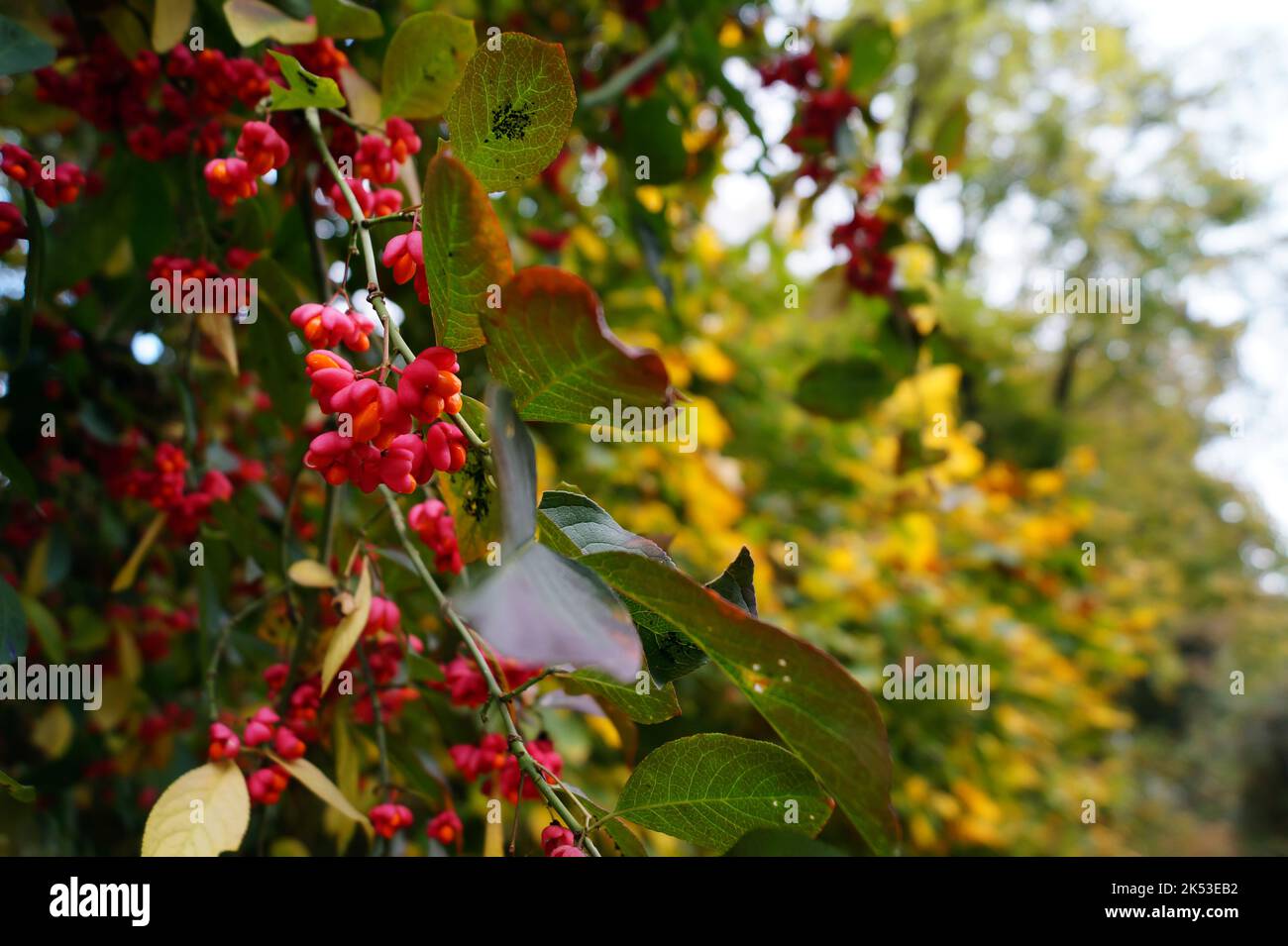 Beautiful flowers of European spindle in autumn when its leaves turn ...