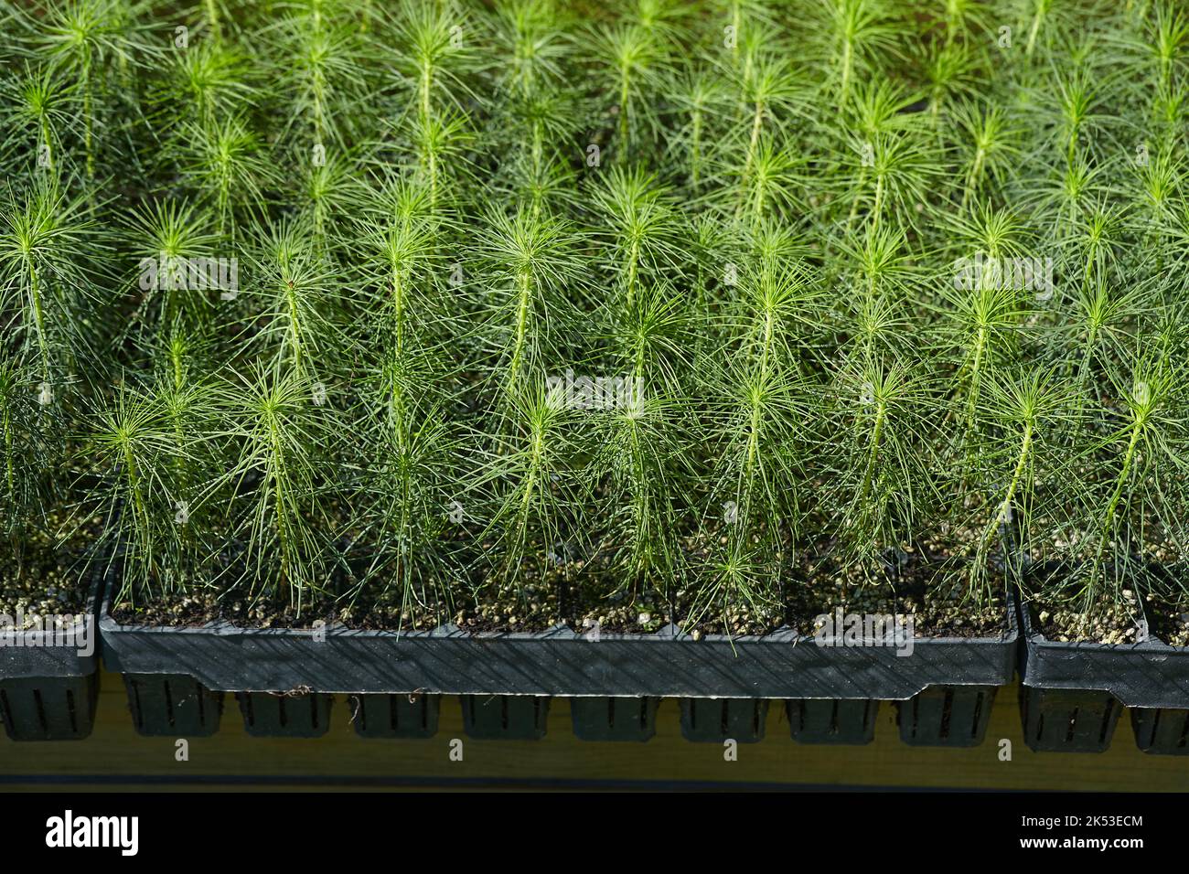 very small seedlings of coniferous trees grow in containers and are ...