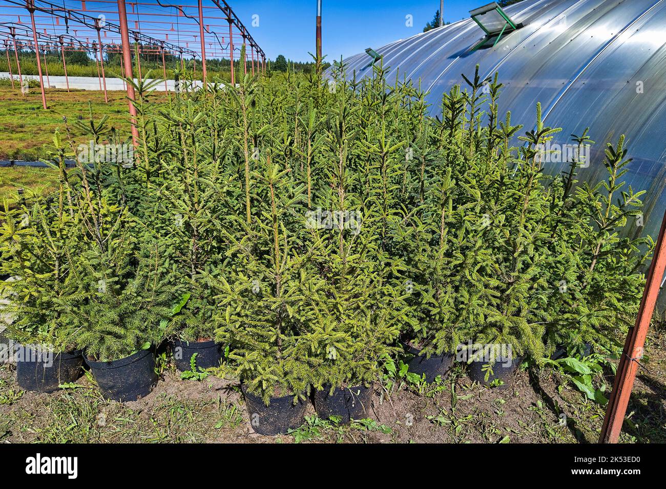 very small spruce seedlings grow in pots and are ready for further ...
