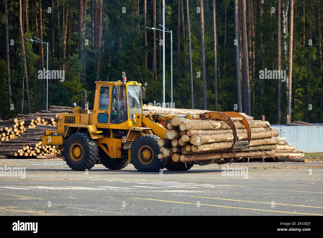 the loader transports large sawn logs for further processing Stock ...