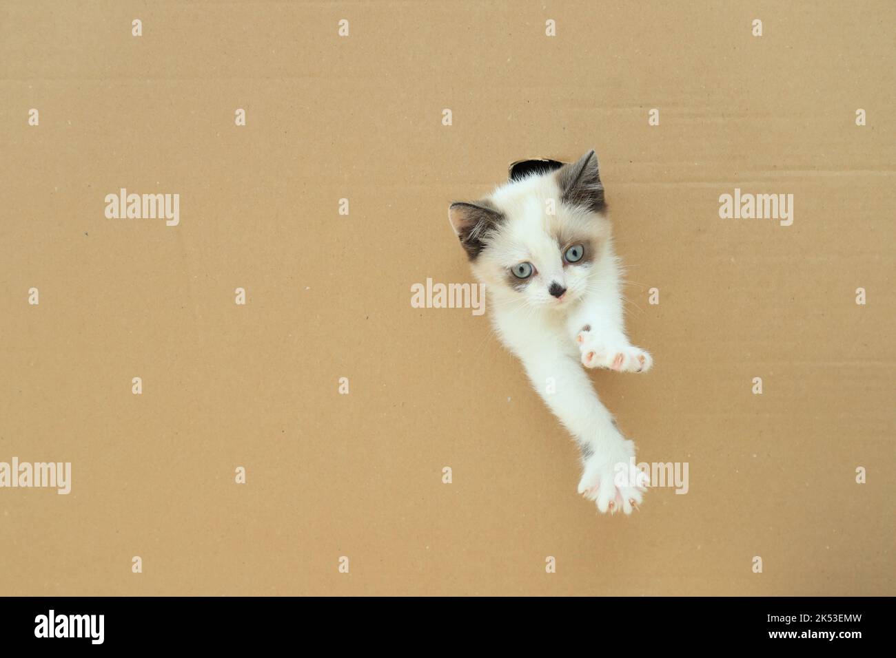 Little kitten in a cardboard box. Sad cat peeking out of box Stock ...