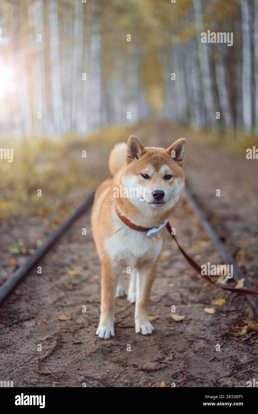 Red 5 month old shiba inu puppy is standing on the narrow-gauge peat ...