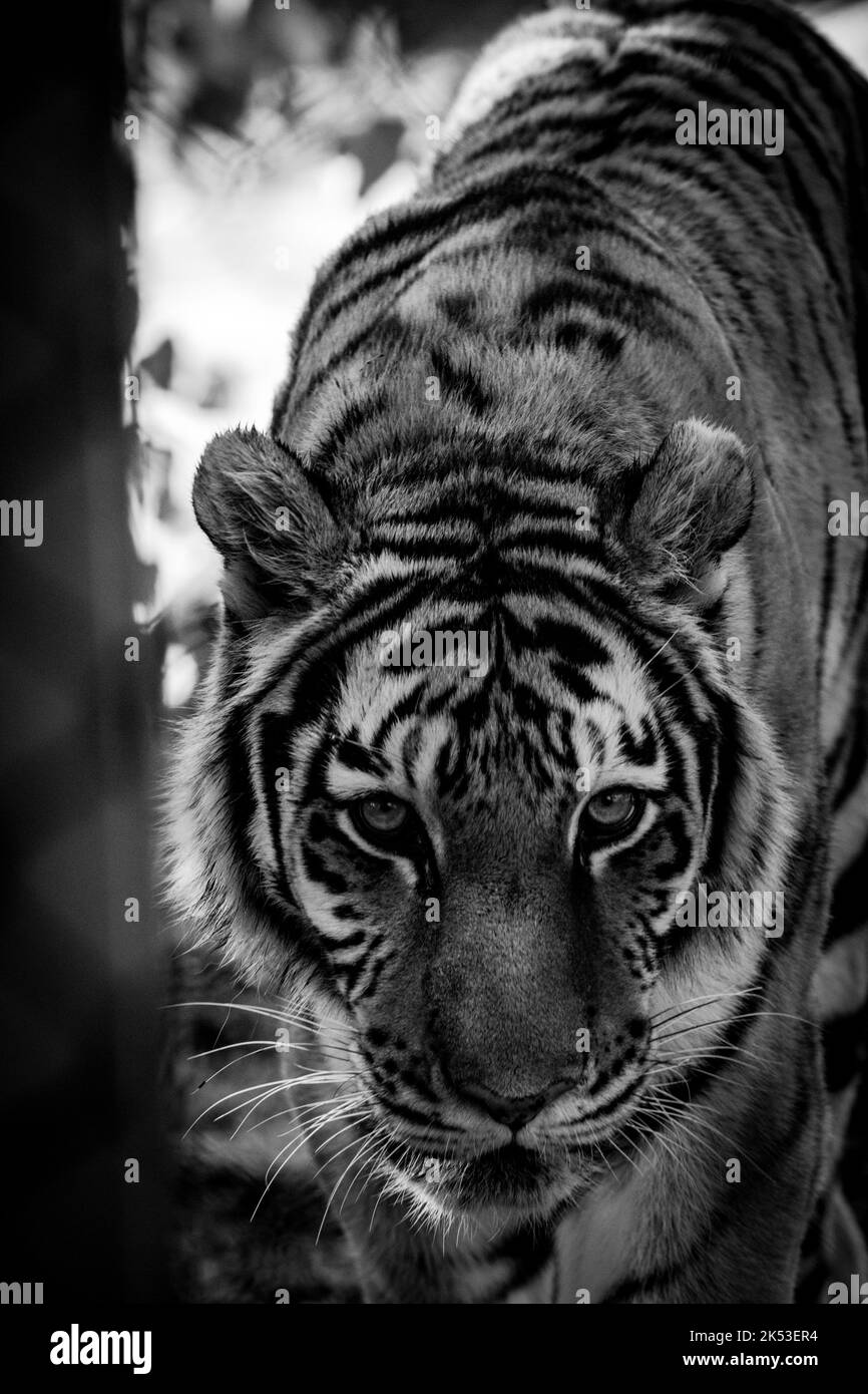 A vertical grayscale shot of a tiger Stock Photo - Alamy