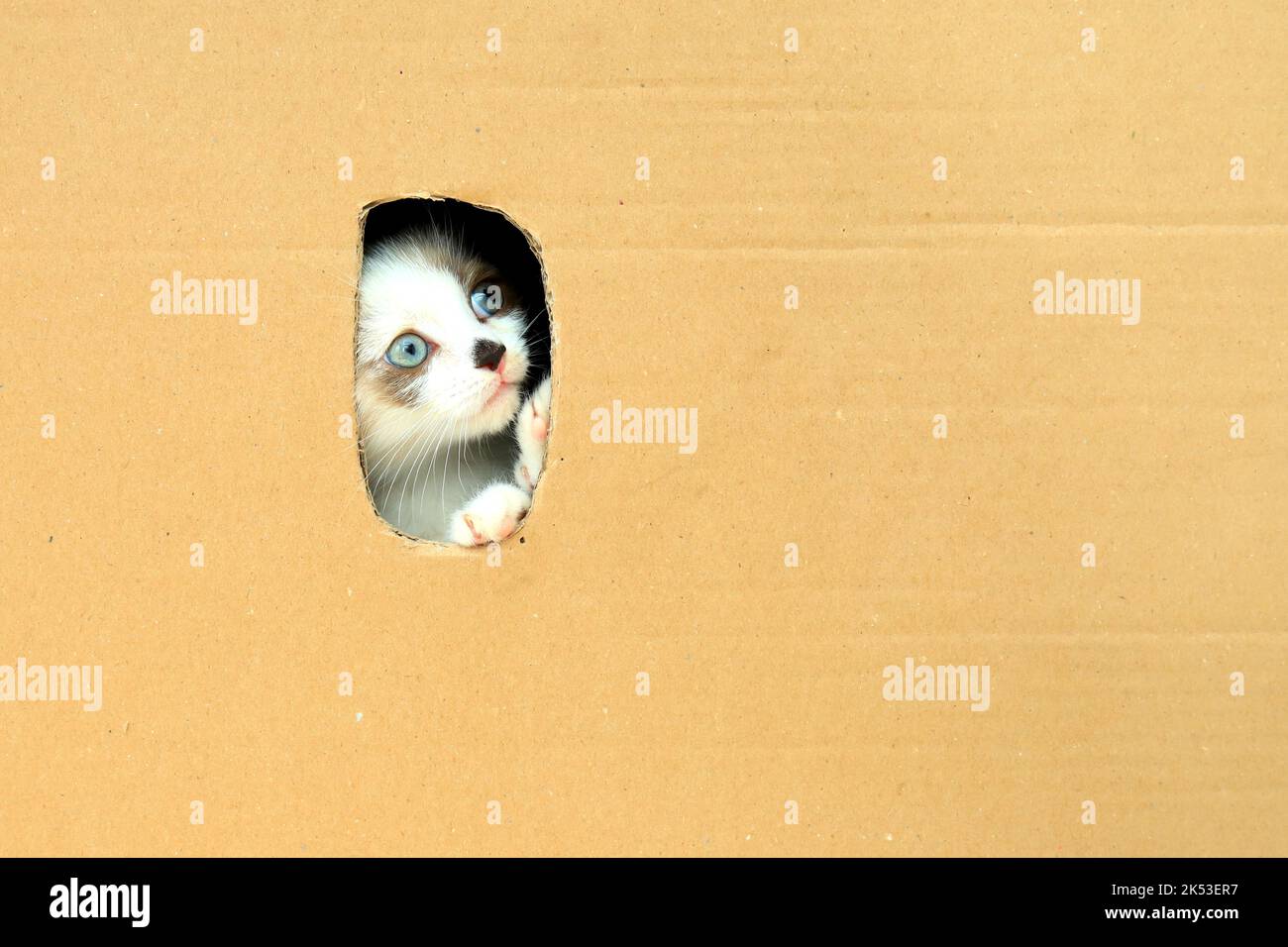Little kitten in a cardboard box. Sad cat peeking out of box Stock ...