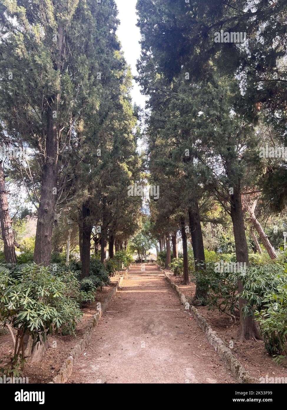 A vertical shot of a walking path between trees Stock Photo - Alamy