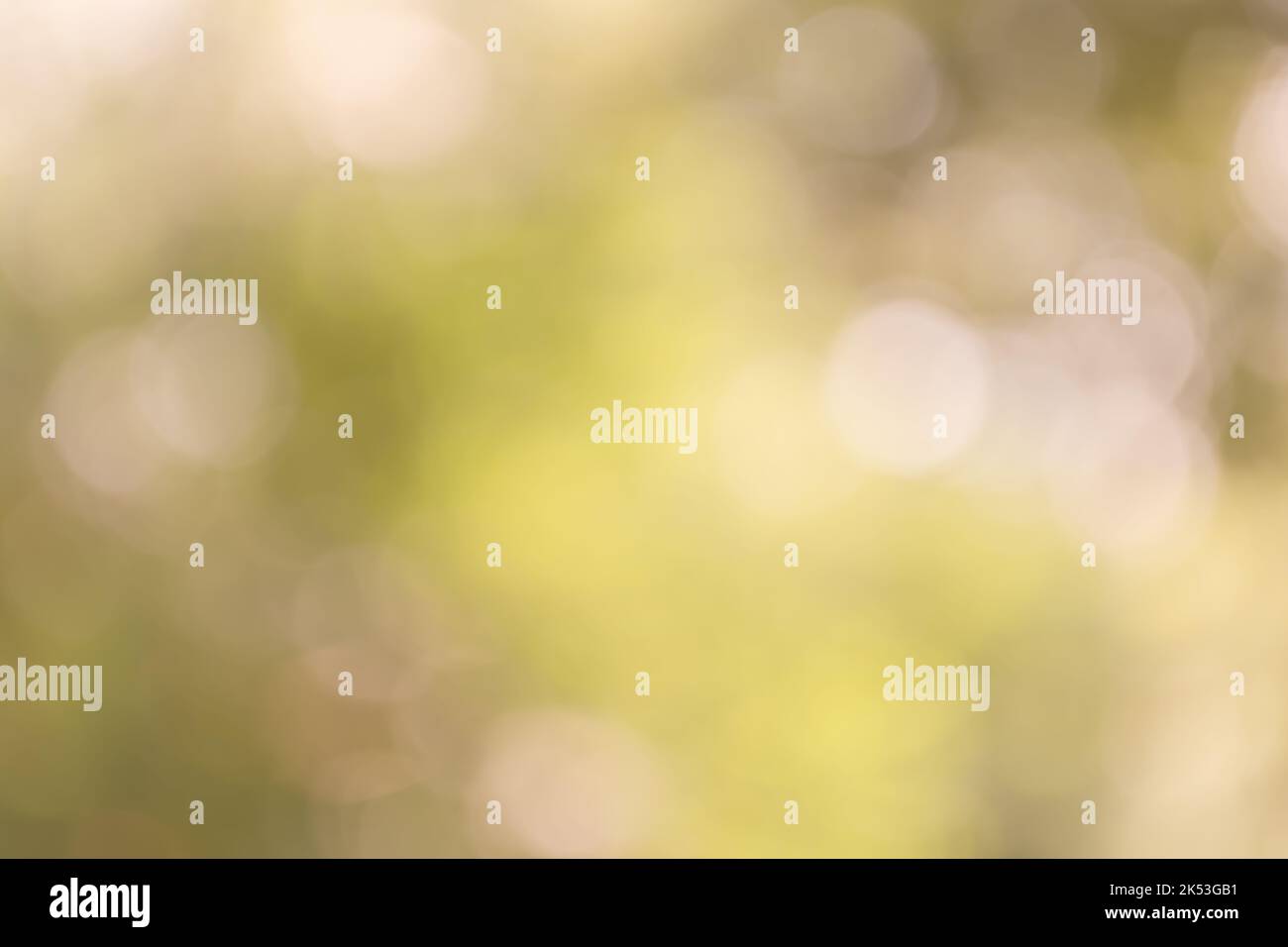 Bokeh and light of the sun through autumn foliage. Backdrop Stock Photo ...