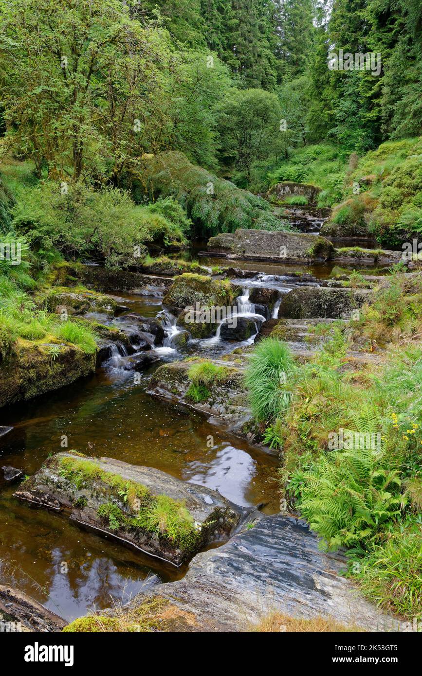 River Severn in Hafren Forest near Llanidloes, Powys, Central Wales, UK ...