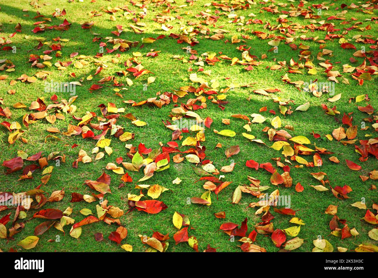 Yellow and red fallen leaves and green grass are vivid autumn ...