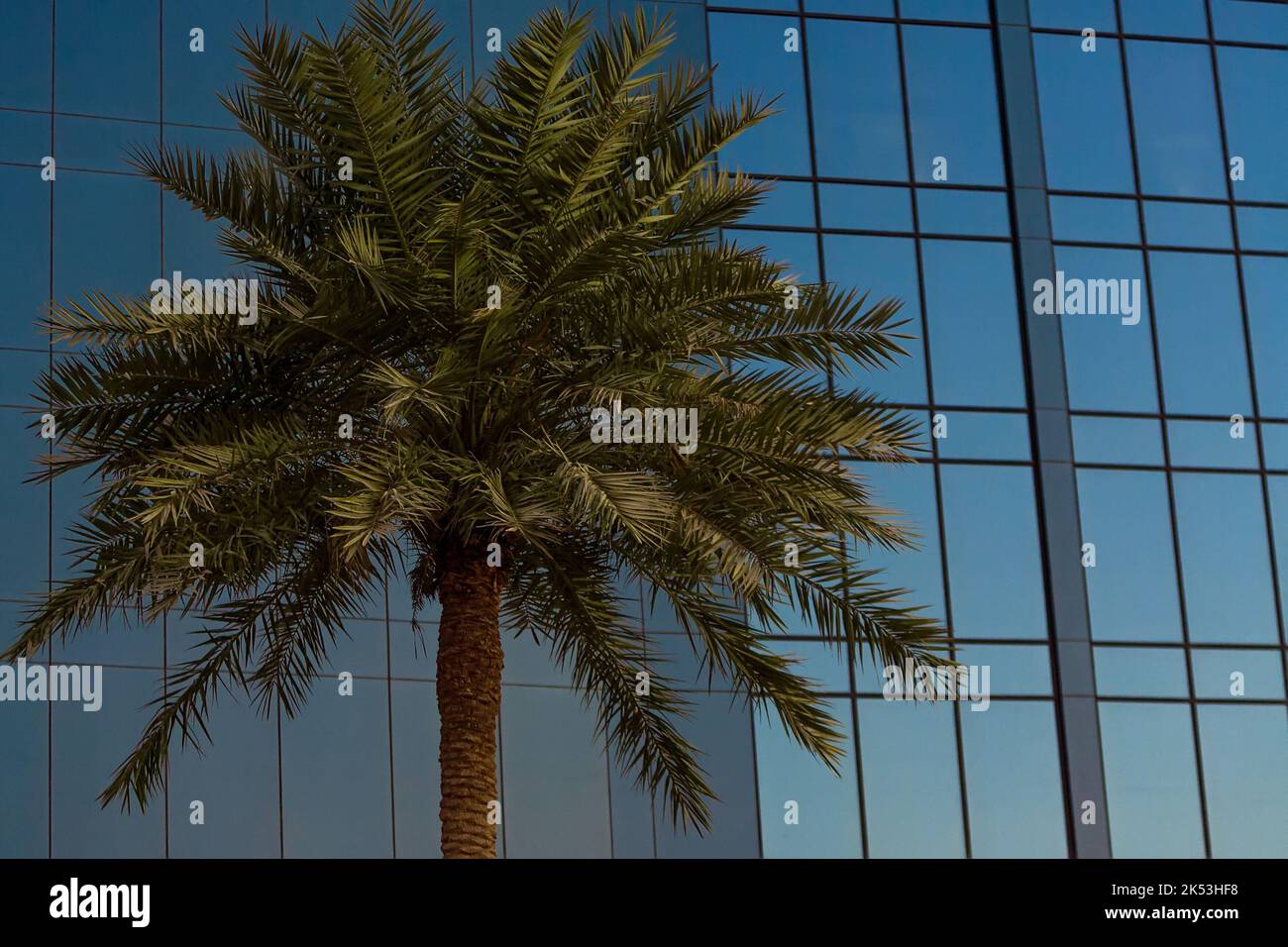 Modern Arabia concept shot of a palm tree in front of the windows of a ...