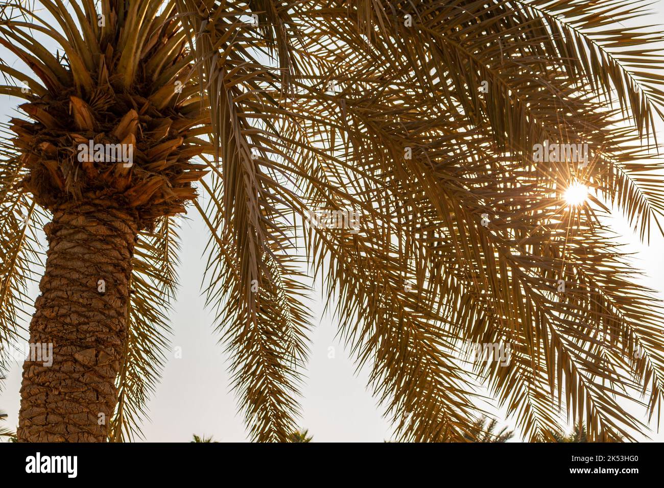 Sun shining through tropical palm trees at sunset or sunrise Stock ...