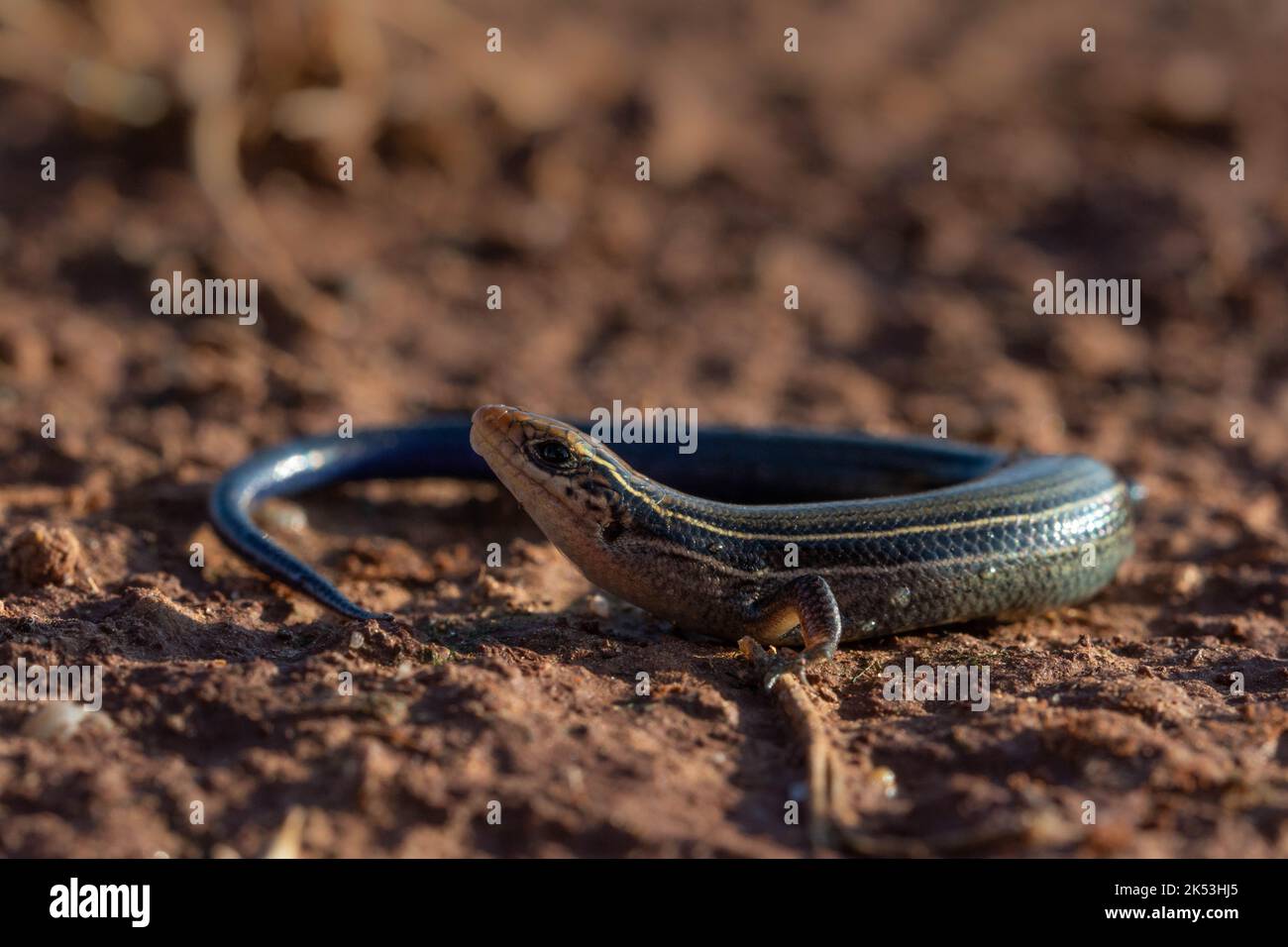 A juvenile Southern Prairie Skink (Plestiodon septentrionalis ...