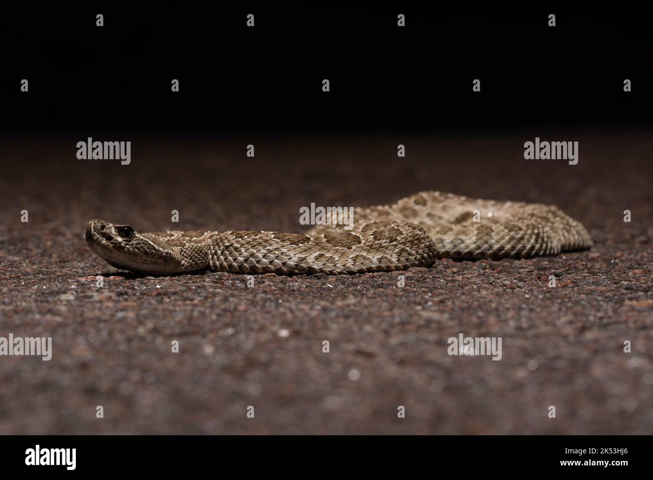 A Prairie Rattlesnake (Crotalus viridis) basking thigmothermically on a ...