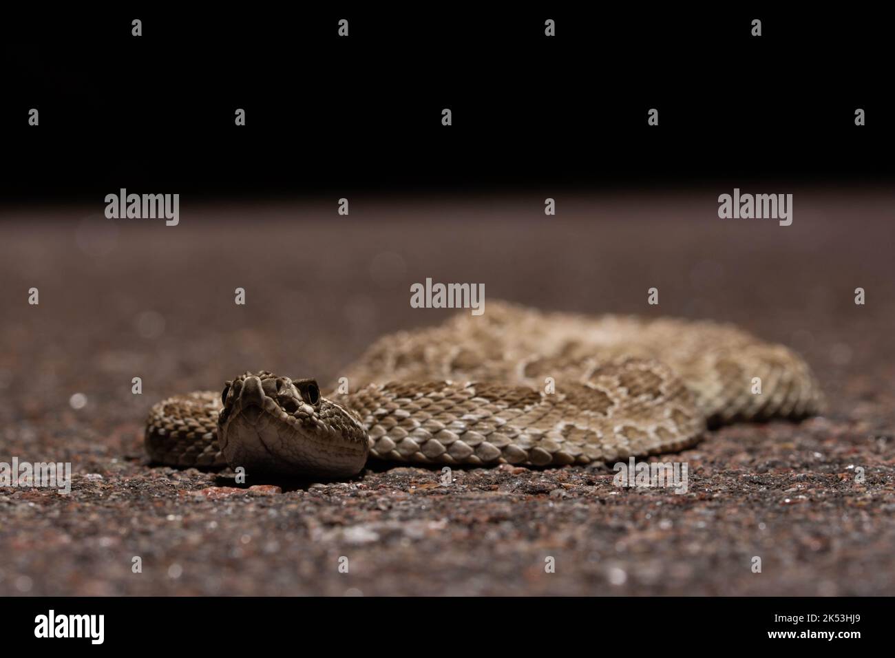 A Prairie Rattlesnake (Crotalus viridis) basking thigmothermically on a ...