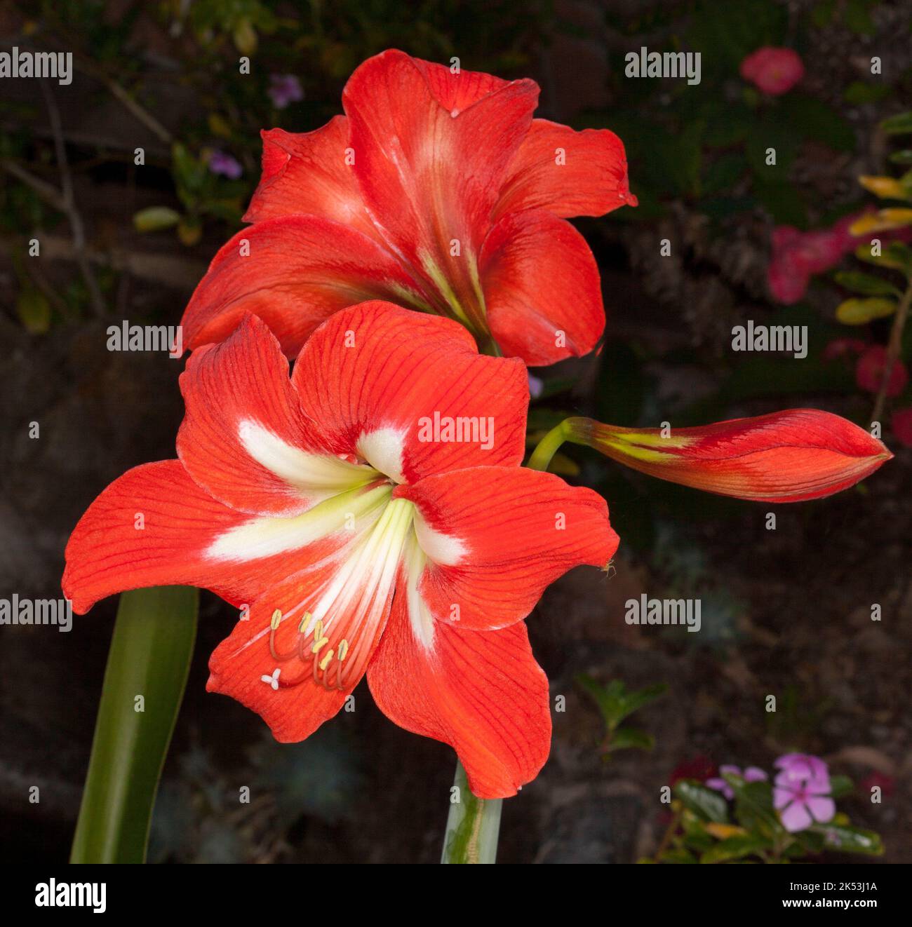 Large and spectacular vivid red flower with white throat of Hippeastrum ...