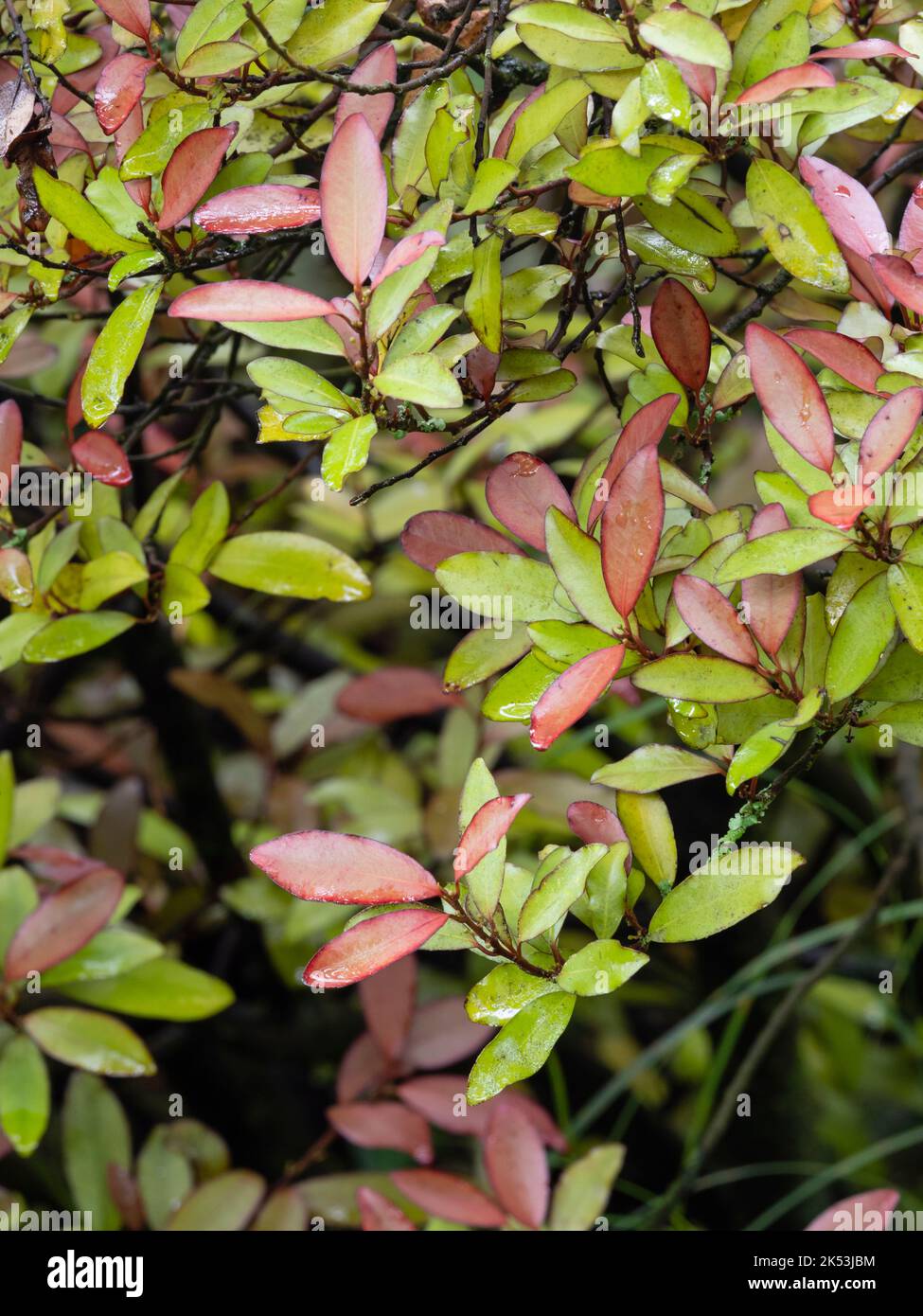 Green older and pink new leaves of the half hardy evergreen foliage ...