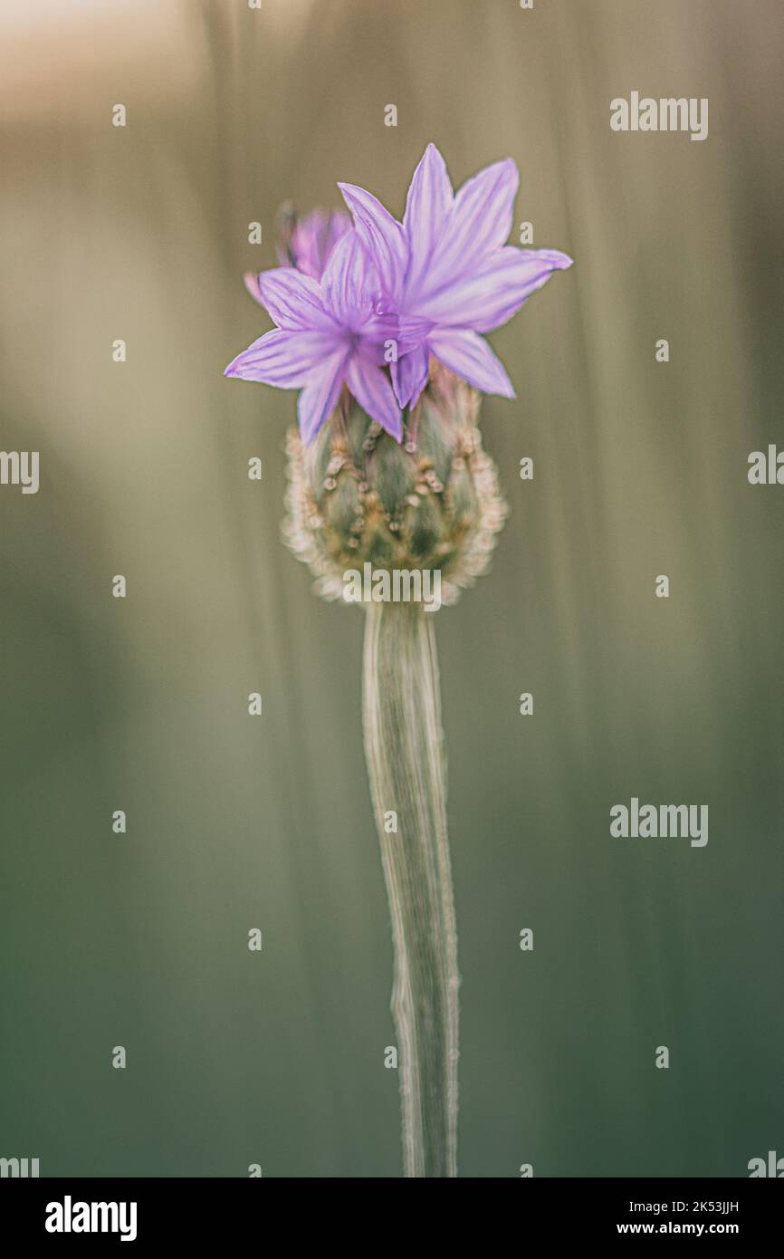 The vertical close-up view of a Lessingia plant growing with purple ...