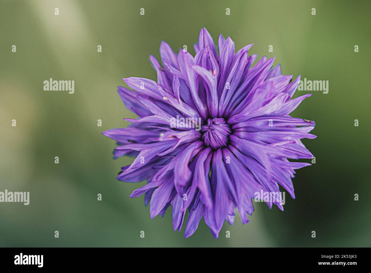 The close-up view of a Cornflower with purple petals before the blurred ...