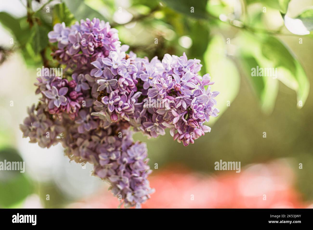 The close-up view of Common lilacs hanging from the green leafy branch ...
