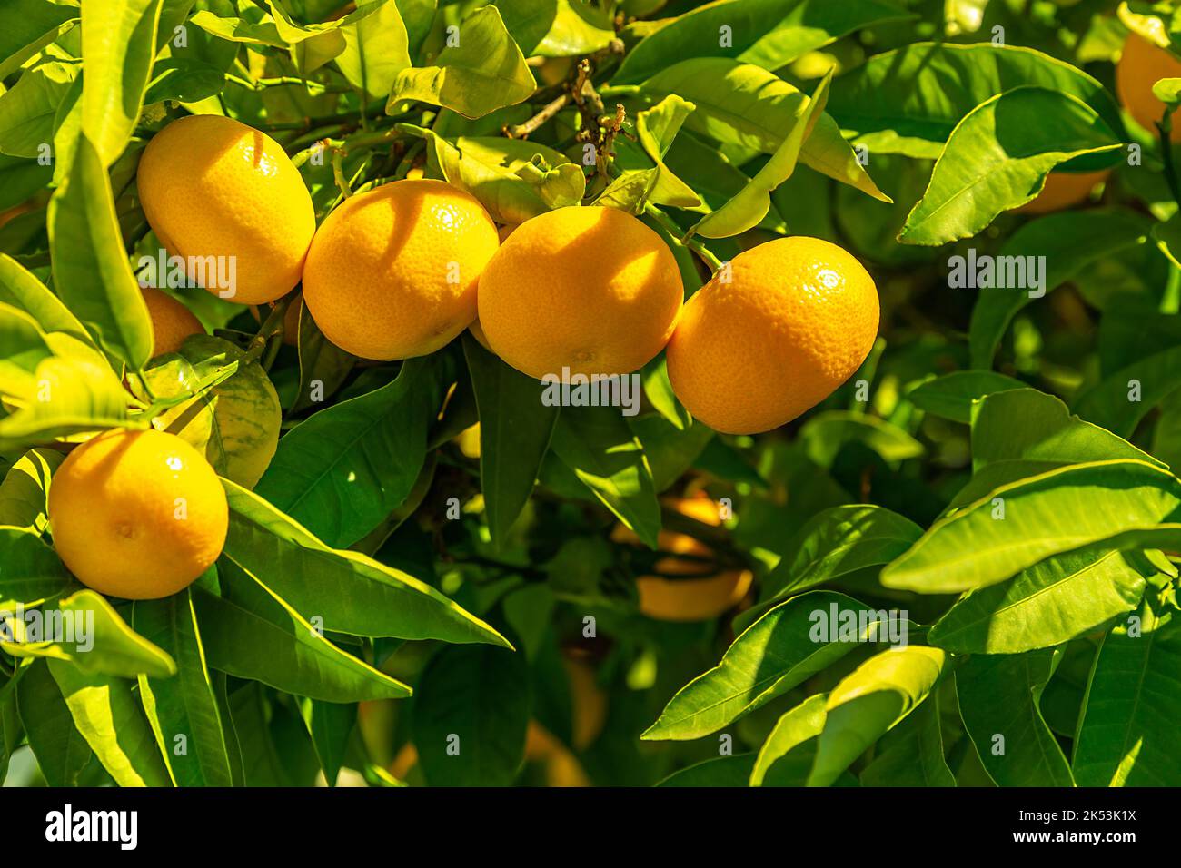 Croatian mandarin hi-res stock photography and images - Alamy