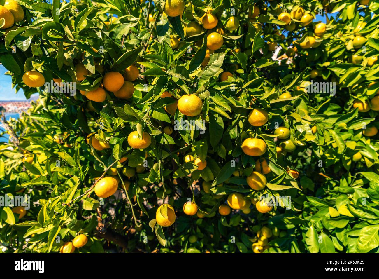 Tangerine tree. Ripe mandarin hanging on branches. Beautiful healthy ...